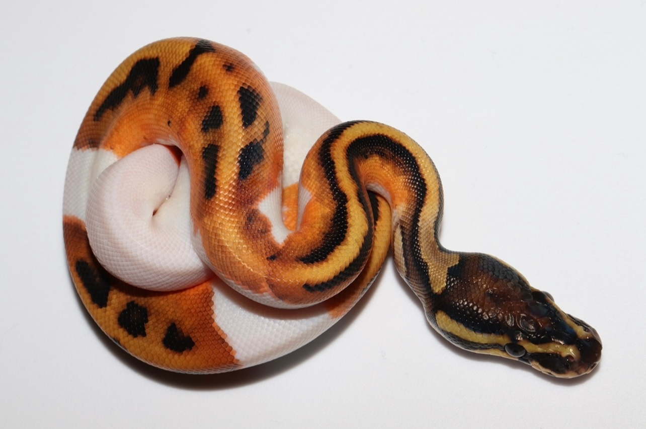 Orange Dream Pied Ball Python by Golden State Exotics - MorphMarket