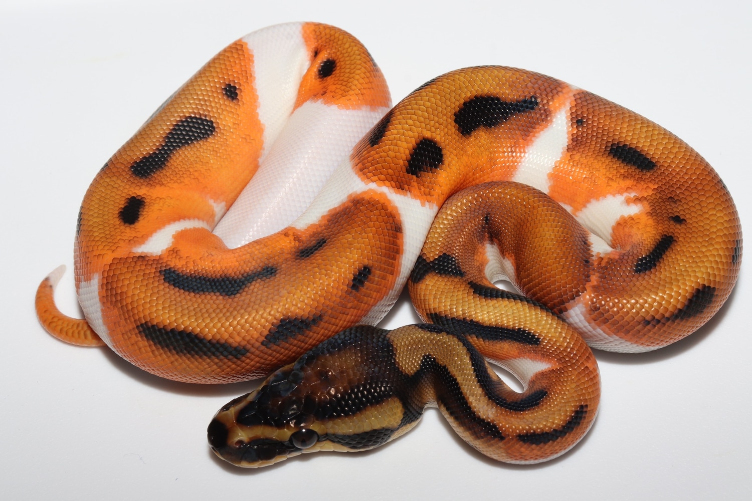 Orange Dream Pied Ball Python by Golden State Exotics - MorphMarket