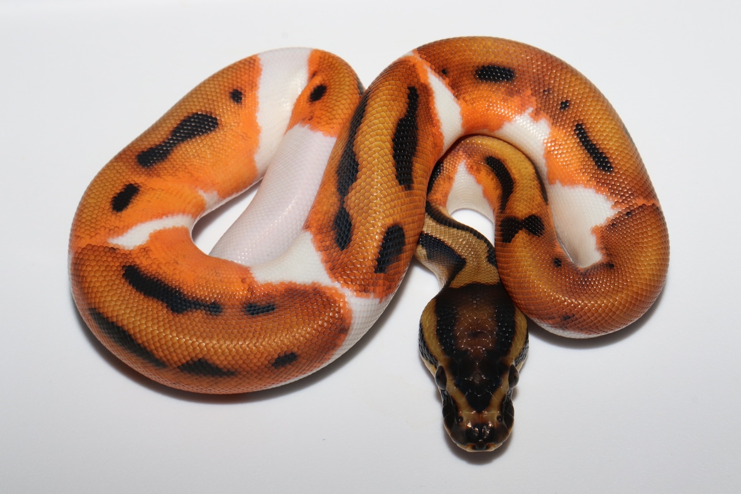 Orange Dream Pied Ball Python by Golden State Exotics - MorphMarket