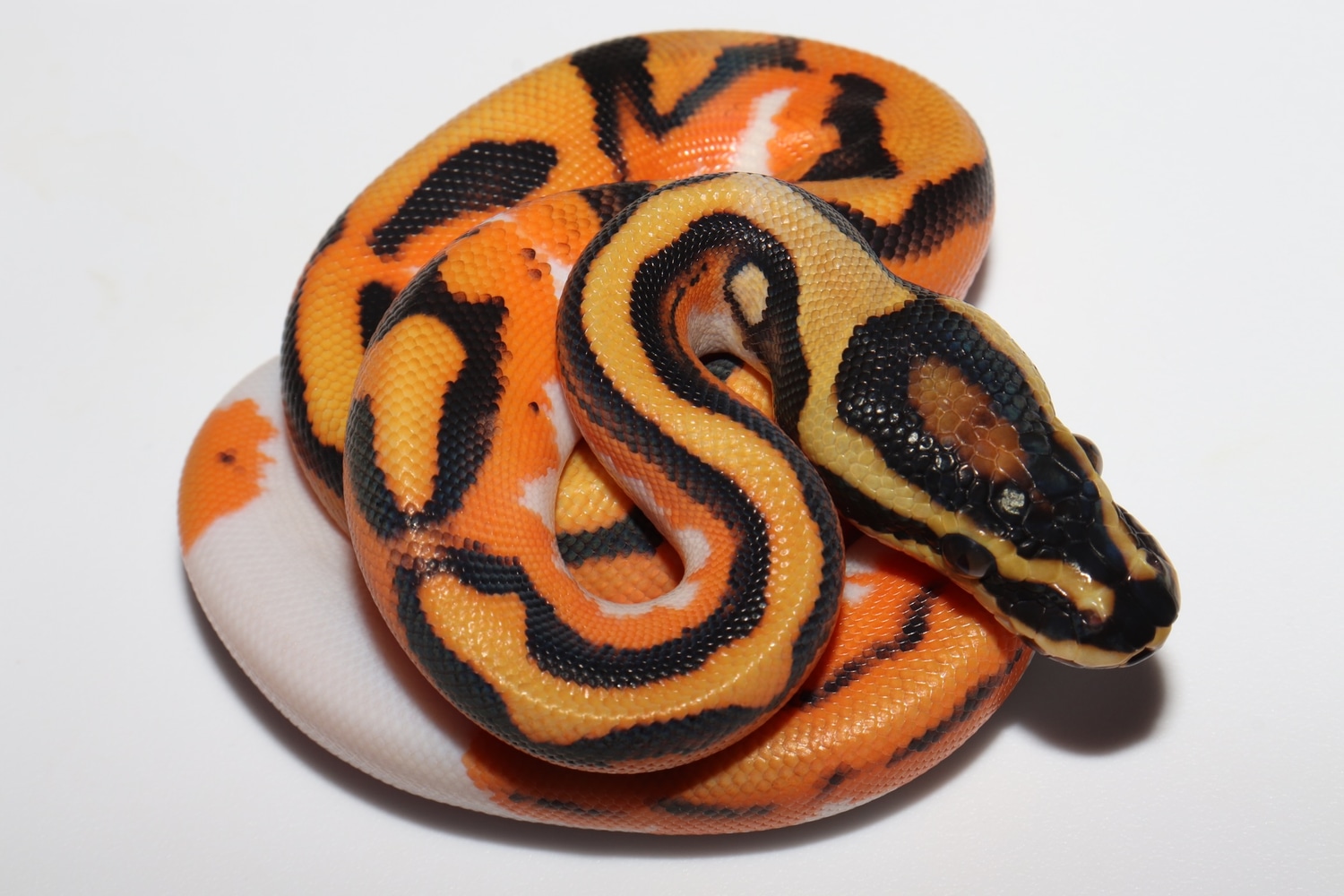 Super Orange Dream Yellowbelly Jungle Woma Pied Ball Python by Golden ...
