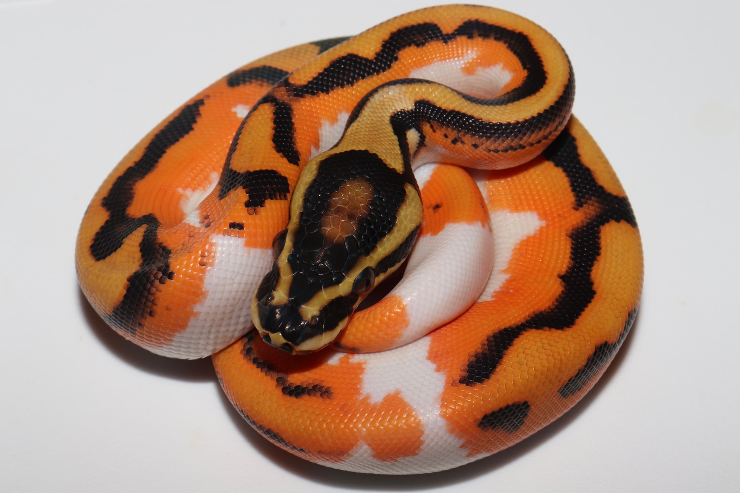 Super Orange Dream Yellowbelly Jungle Woma Pied Ball Python by Golden ...