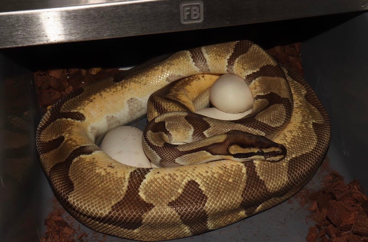 Orange Dream Enchi Het Pied Ball Python by Golden State Exotics ...