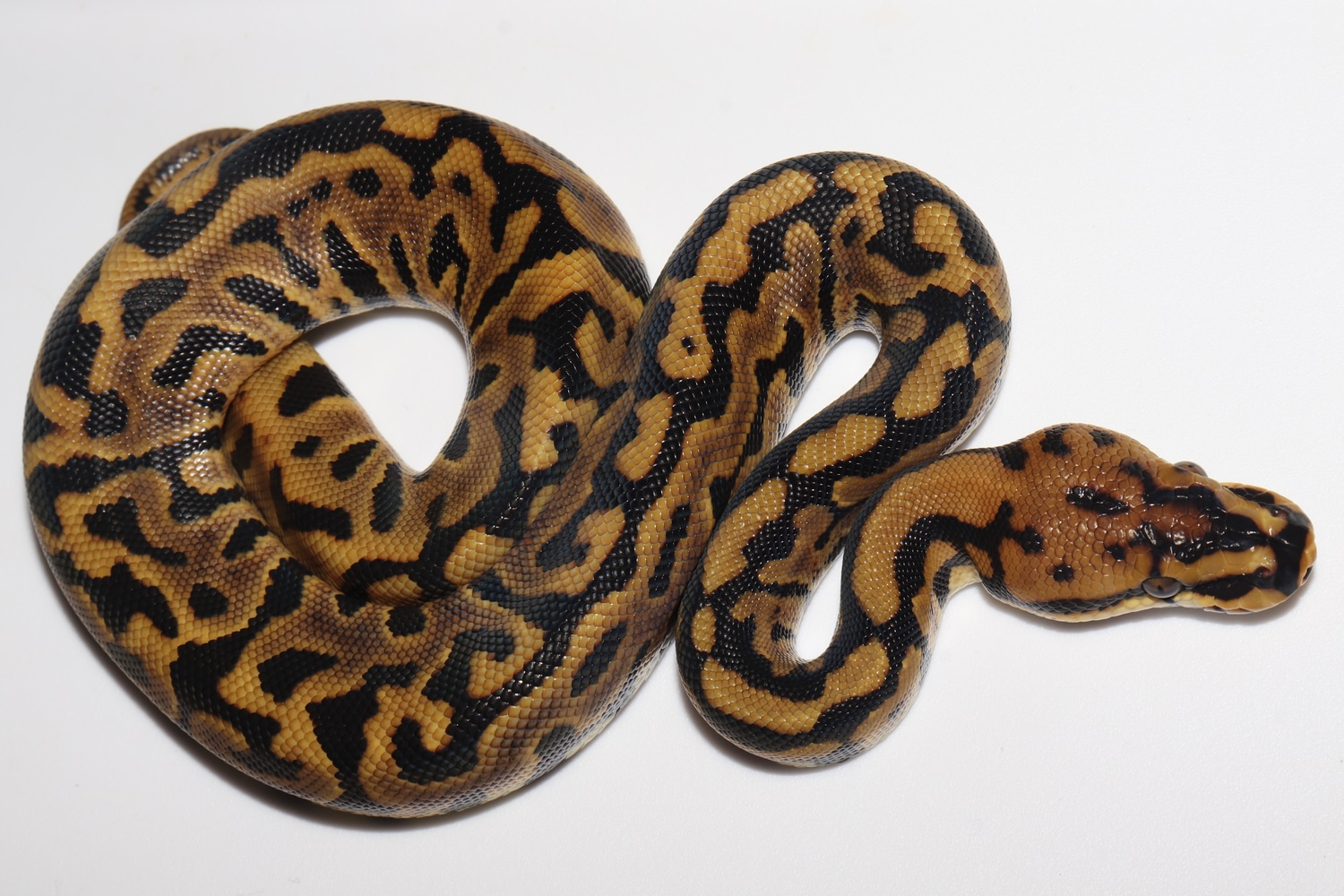 Spotnose Leopard Yellowbelly Blade Het Clown Ball Python by Golden ...