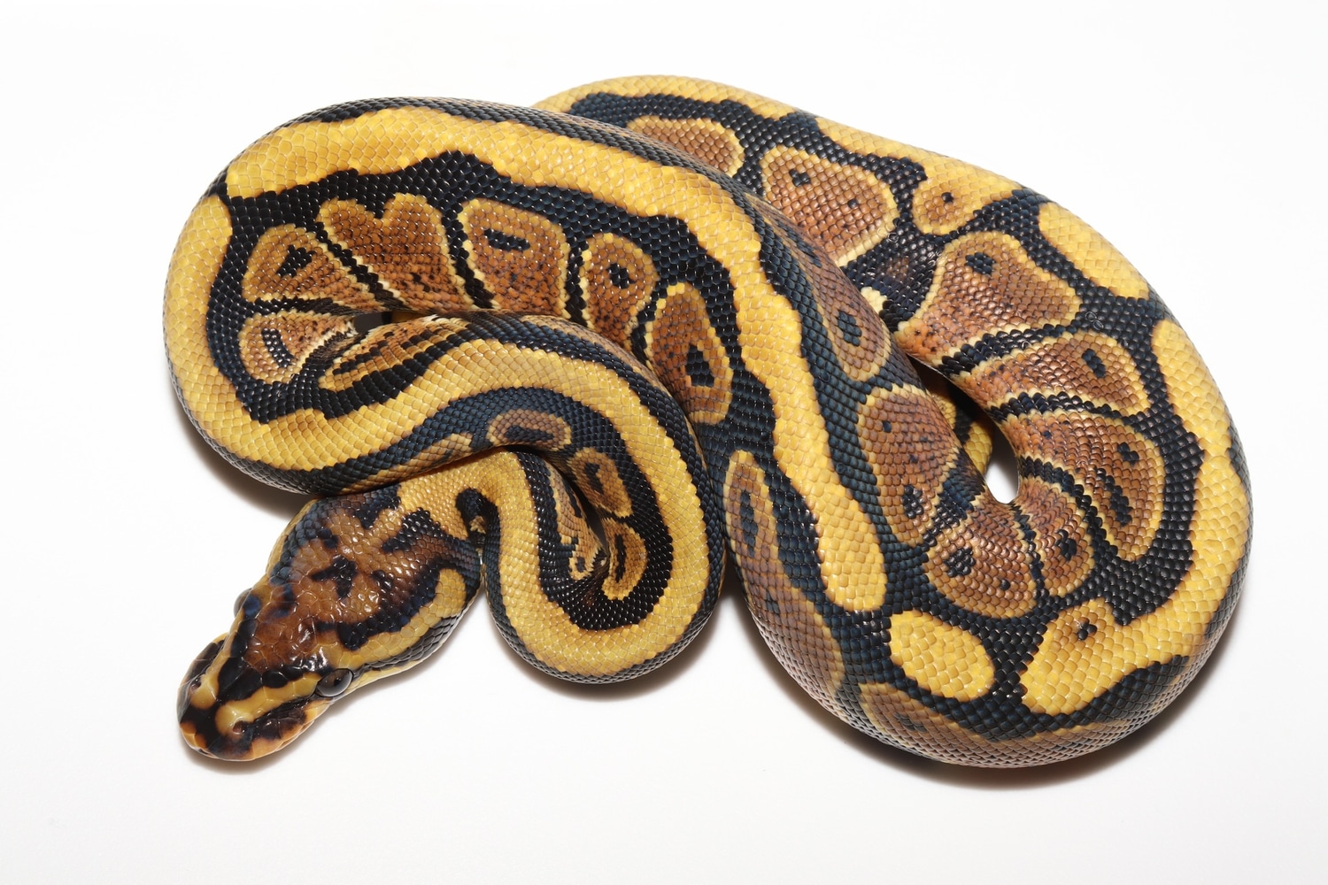 Spotnose Het Clown Ball Python by Golden State Exotics - MorphMarket