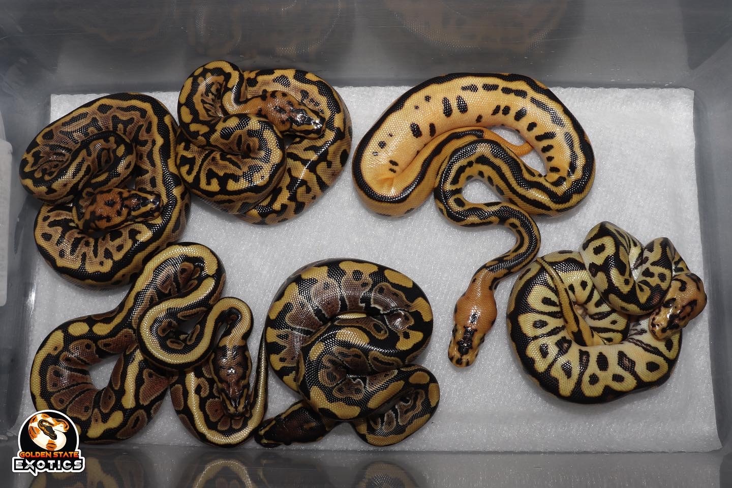 Spotnose Het Clown Ball Python by Golden State Exotics - MorphMarket