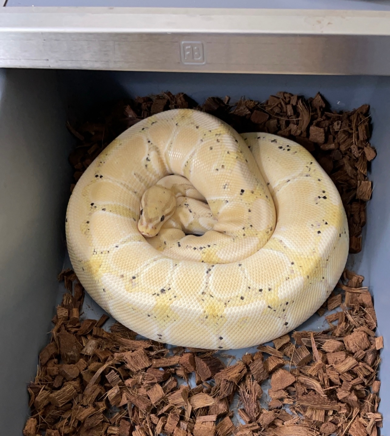Banana Het Clown Ball Python by Golden State Exotics - MorphMarket