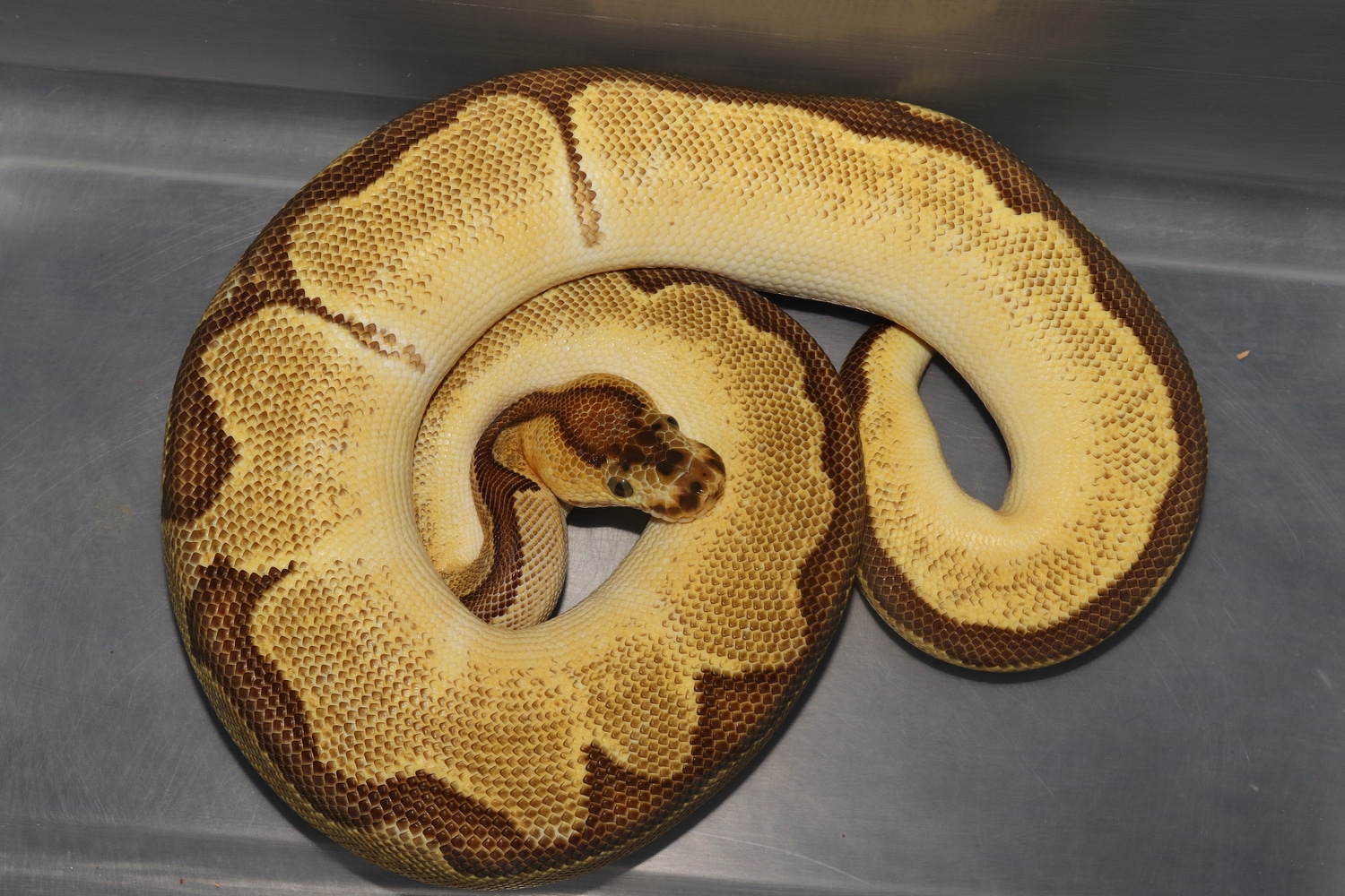 Orange Dream Enchi Blade Clown Ball Python by Golden State Exotics ...