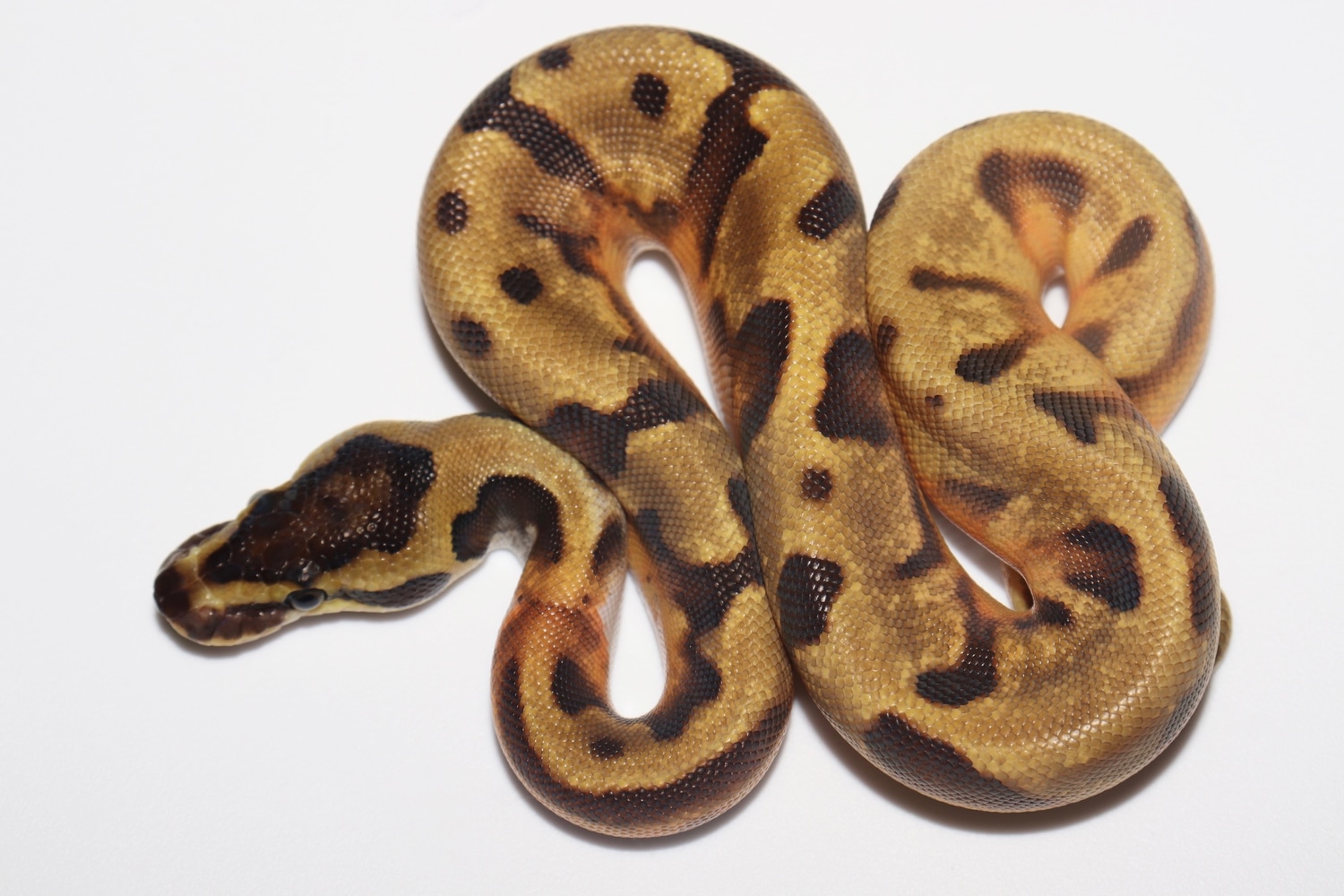 Super Enchi Fire Pied Ball Python by Golden State Exotics - MorphMarket