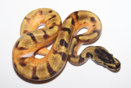 Super Enchi Orange Dream Leopard Pos Fire Pied Ball Python by Golden ...