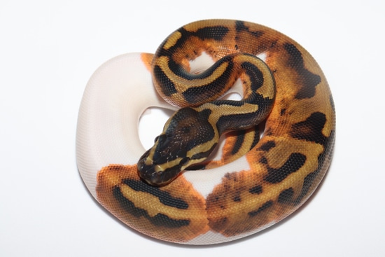 Pied Pos Leopard Ball Python by Golden State Exotics