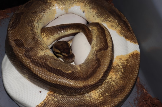 Enchi Pied Ball Python by Golden State Exotics