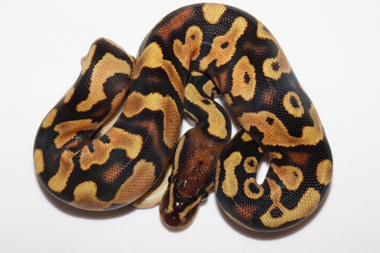 Orange Dream Yellowbelly Het Lavender Het Pied Ball Python by Golden ...