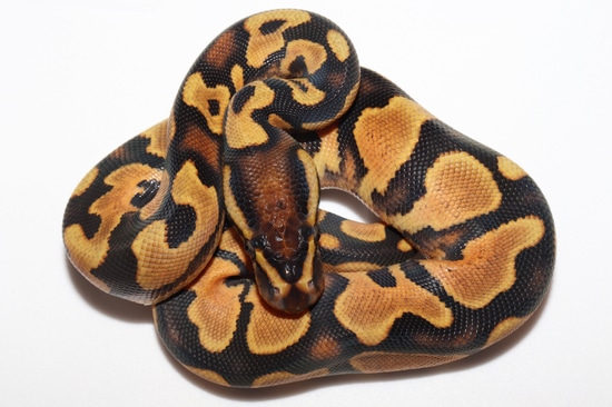 Orange Dream Het Lavender Het Pied Ball Python by Golden State Exotics