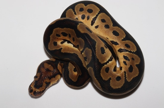Clown Ball Python by Golden State Exotics