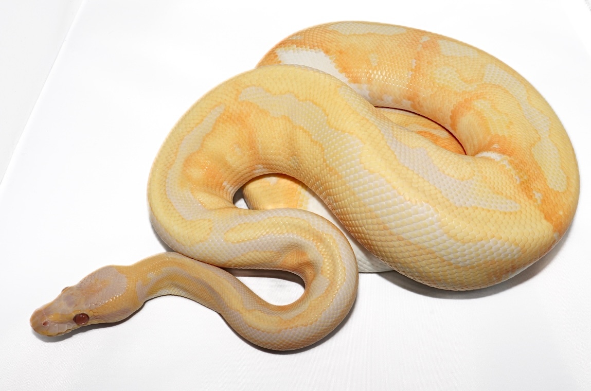 Dreamsicle Ball Python by Golden State Exotics - MorphMarket