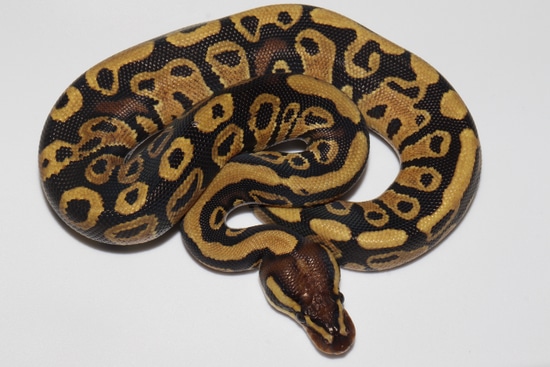 Mahogany Fire YB/Specter Het Clown Ball Python by Golden State Exotics
