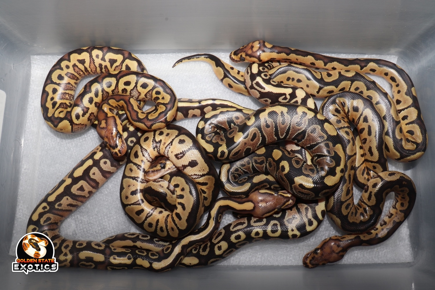 Ball Python Clutch: 2206 by Golden State Exotics - MorphMarket