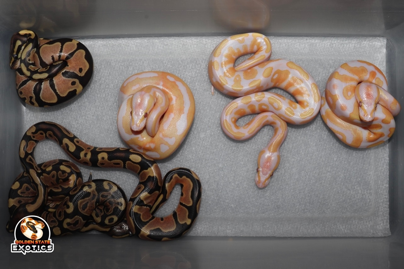 Ball Python Clutch: 2205 by Golden State Exotics - MorphMarket