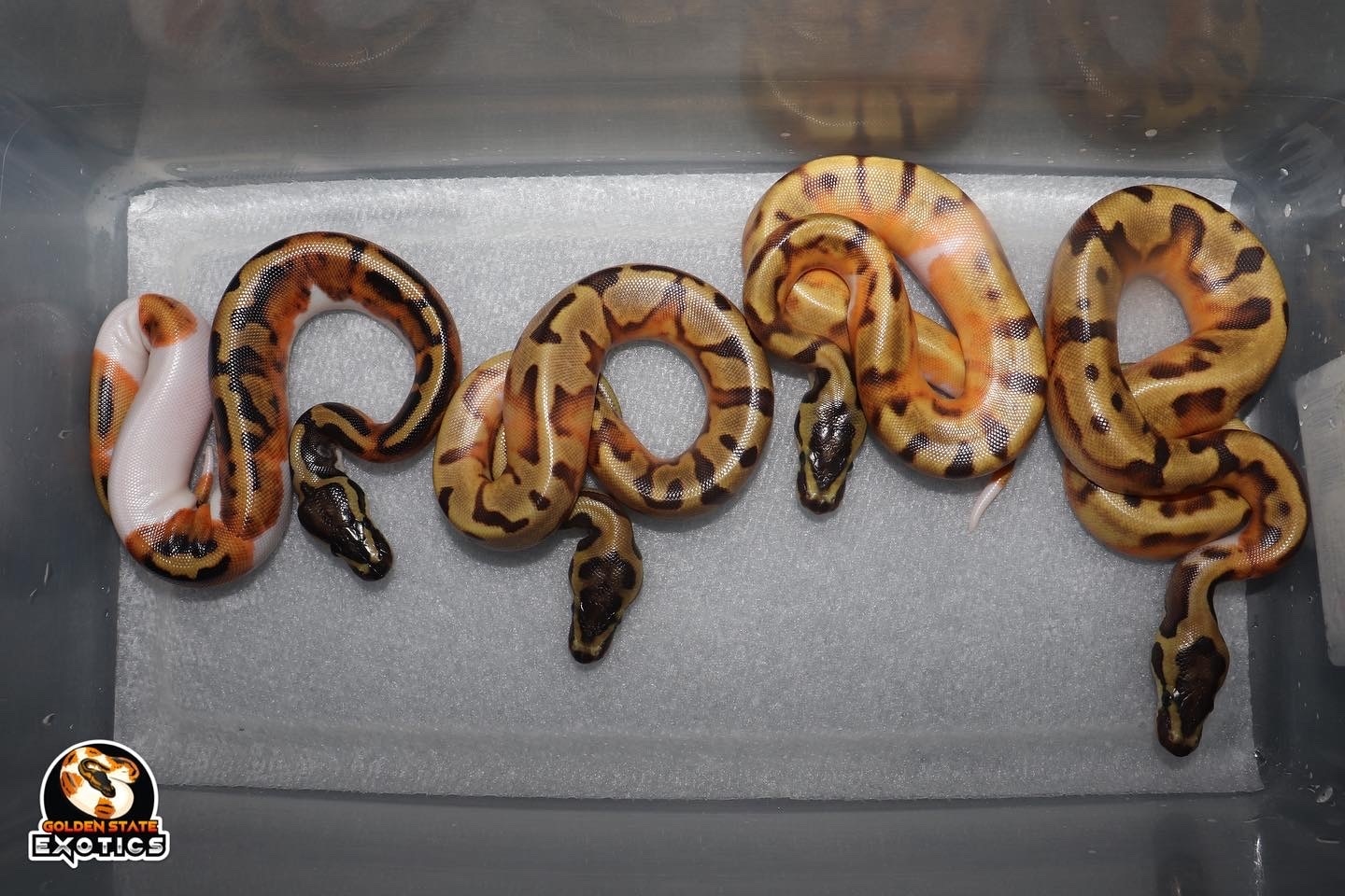 Ball Python Clutch: 2203 by Golden State Exotics - MorphMarket