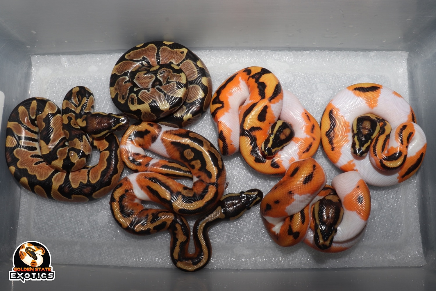 Ball Python Clutch: 2201 by Golden State Exotics - MorphMarket