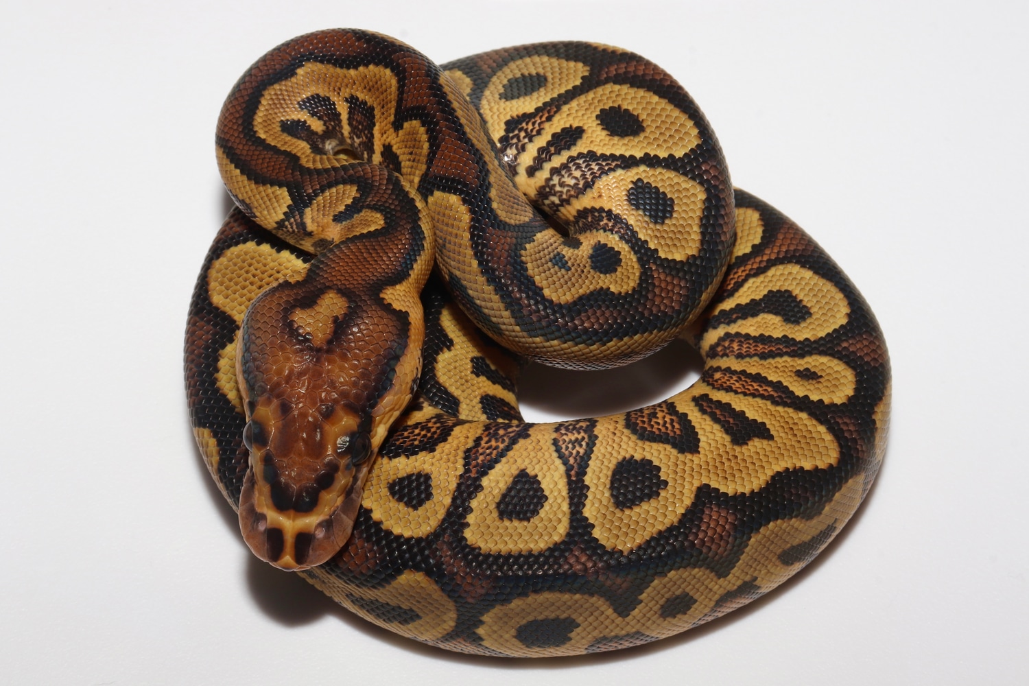 YB/Specter Clown Ball Python by Golden State Exotics - MorphMarket