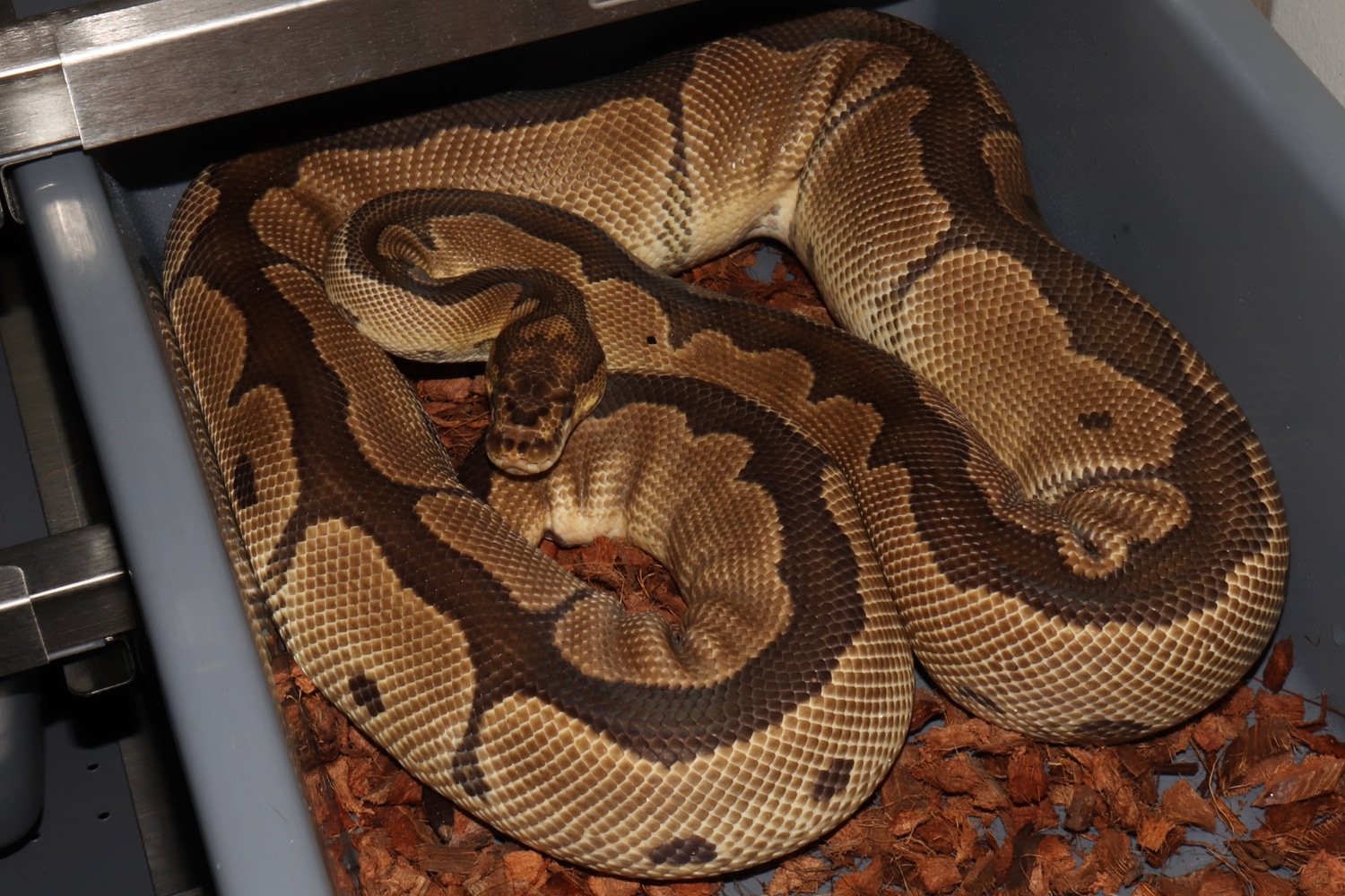 Blade Clown Ball Python by Golden State Exotics - MorphMarket