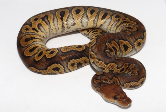 Mahogany Specter Clown Ball Python by Golden State Exotics
