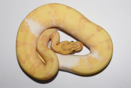 Orange Dream Banana Enchi Leopard Firefly Pied Ball Python by Golden ...