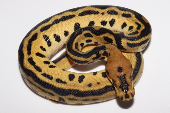 Orange Dream Yellowbelly Spotnose Leopard Clown Ball Python by Golden ...