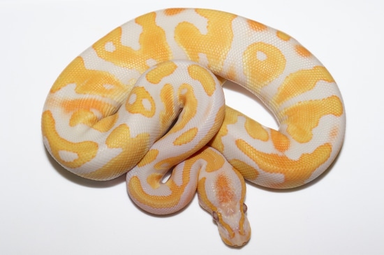 Orange Dream Lavender Het Pied Ball Python by Golden State Exotics