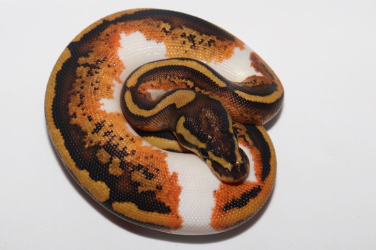 Mahogany Yellowbelly GeneX Pied Ball Python by Golden State Exotics