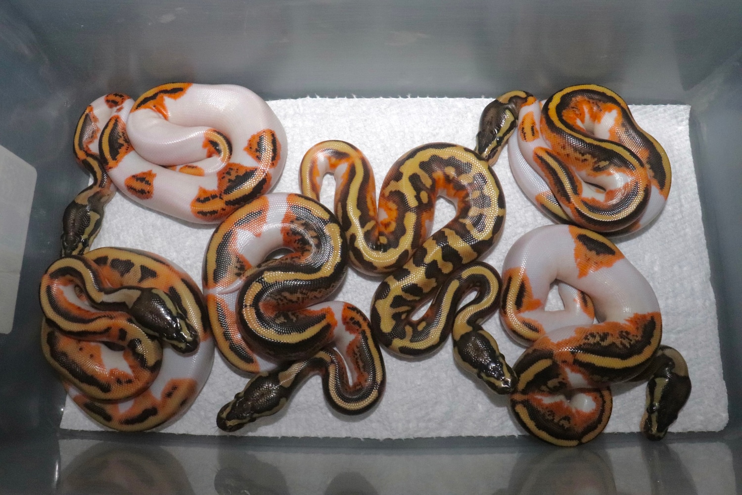 Ball Python Clutch: 2301 by Golden State Exotics - MorphMarket