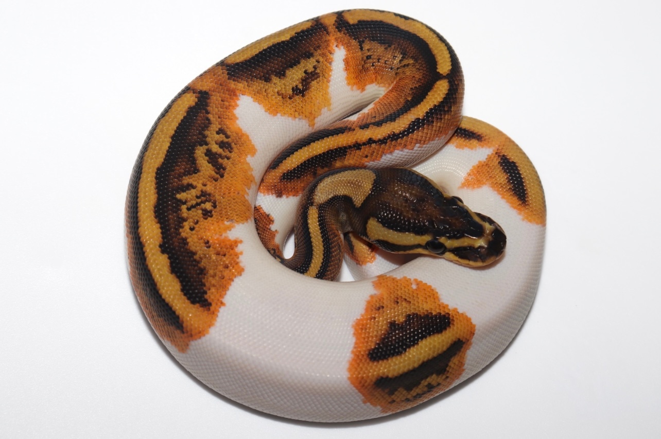 Mahogany Yellowbelly GeneX Pied Ball Python by Golden State Exotics ...