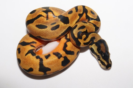 Orange Dream Jungle Woma Pied Ball Python by Golden State Exotics