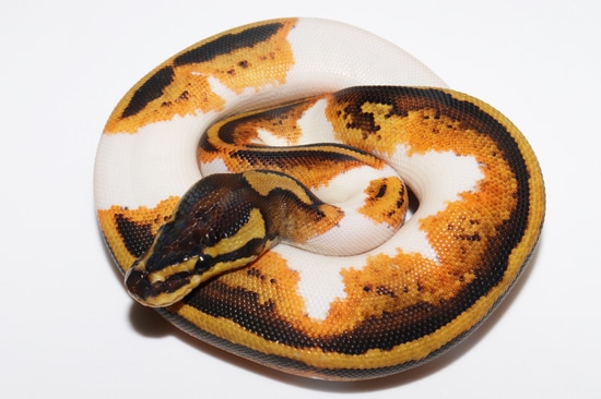 Mahogany Yellowbelly GeneX Pied Ball Python by Golden State Exotics