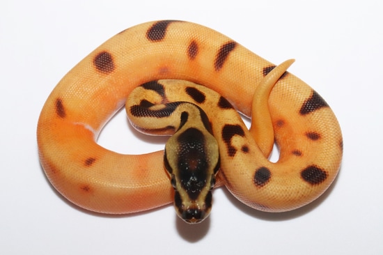 Super Orange Dream Enchi Jungle Woma Pied Ball Python by Golden State ...