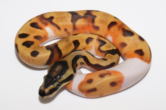 Super Orange Dream Enchi Pied Ball Python by Golden State Exotics
