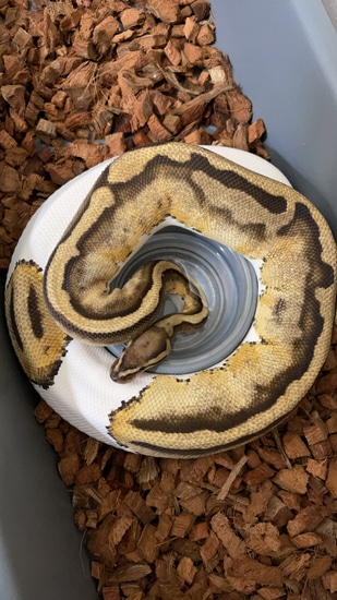 GeneX Pied Ball Python by Golden State Exotics