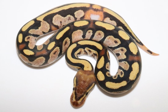 Cypress Calico Fire Het Clown Ball Python by Golden State Exotics