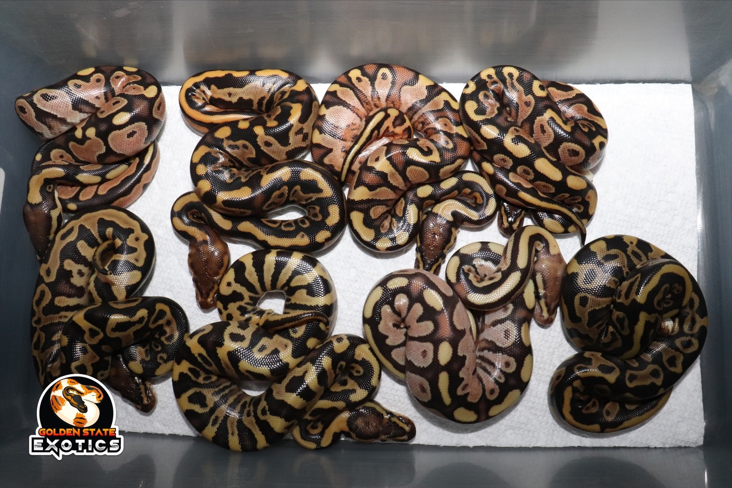 Ball Python Clutch: 2304 by Golden State Exotics - MorphMarket