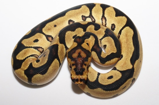 Orange Dream Clown Ball Python by Golden State Exotics