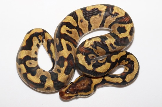 Orange Dream Cypress Leopard Het Clown Ball Python by Golden State Exotics