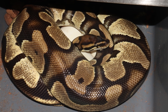 Orange Dream Het Lavender Het Pied Ball Python by Golden State Exotics