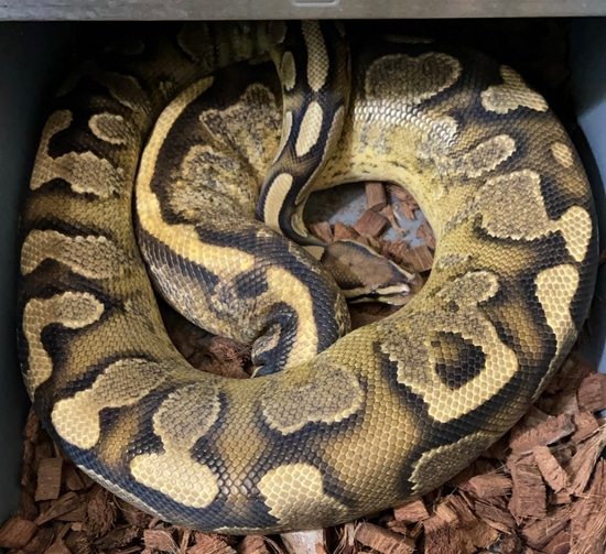 Barnhart Black Pastel Yellowbelly Calico Ball Python by Golden State ...