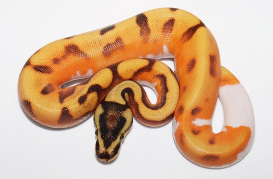 Orange Dream Yellowbelly Enchi Jungle Woma Pied Ball Python by Golden ...