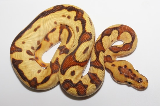 Orange Dream Cypress Enchi Leopard Fire Clown Ball Python by Golden ...