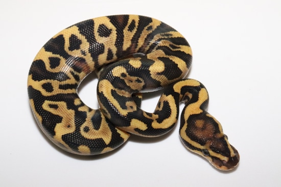 Barnhart Black Pastel Cypress Fire Leopard Yellowbelly Het Clown Ball ...