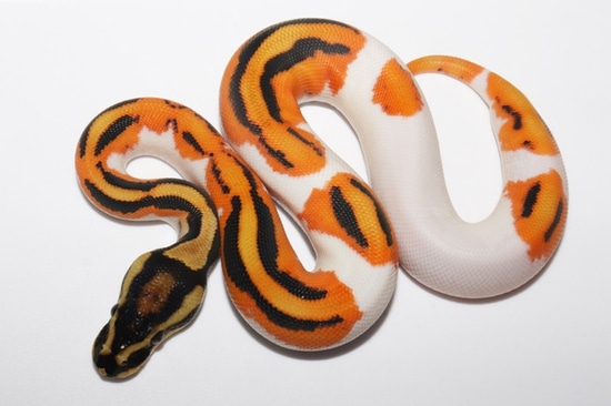 1.2 Group Of Ball Pythons - 1.0 Super ODYB Jungle Woma Pied, 0.1 GeneX ...