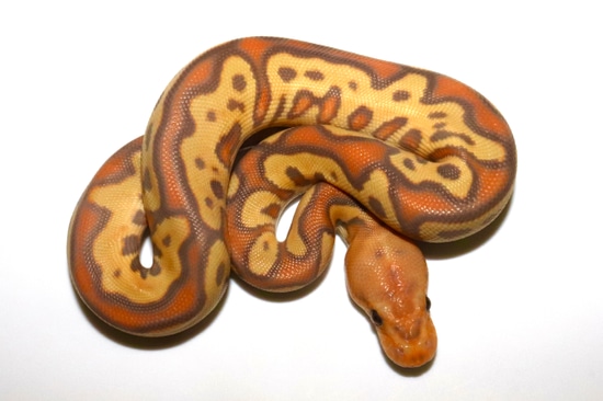 Banana Cypress Leopard Clown (Female Maker) Ball Python by Golden State ...