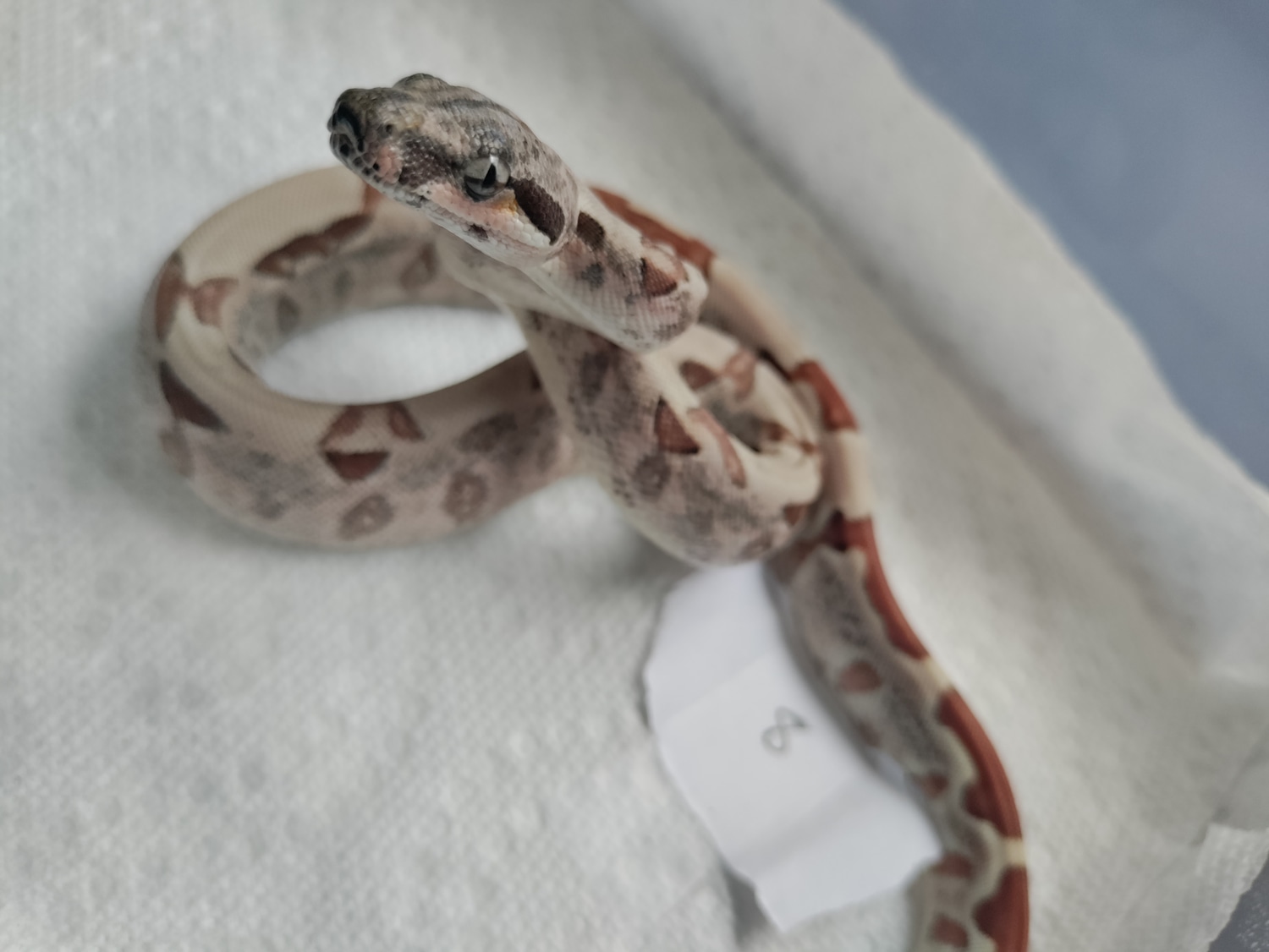 Hypo 100% Het Kahl Snow Boa Constrictor by Sierra Serpents - MorphMarket